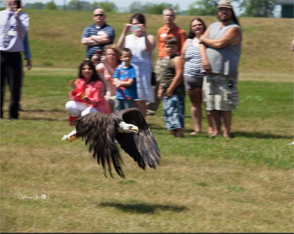 Ceremonial Eagle Release - Video - Saginaw Chippewa Indian Tribe